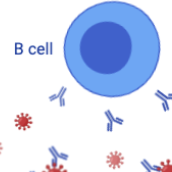 T Cell Immunity? | BioBus