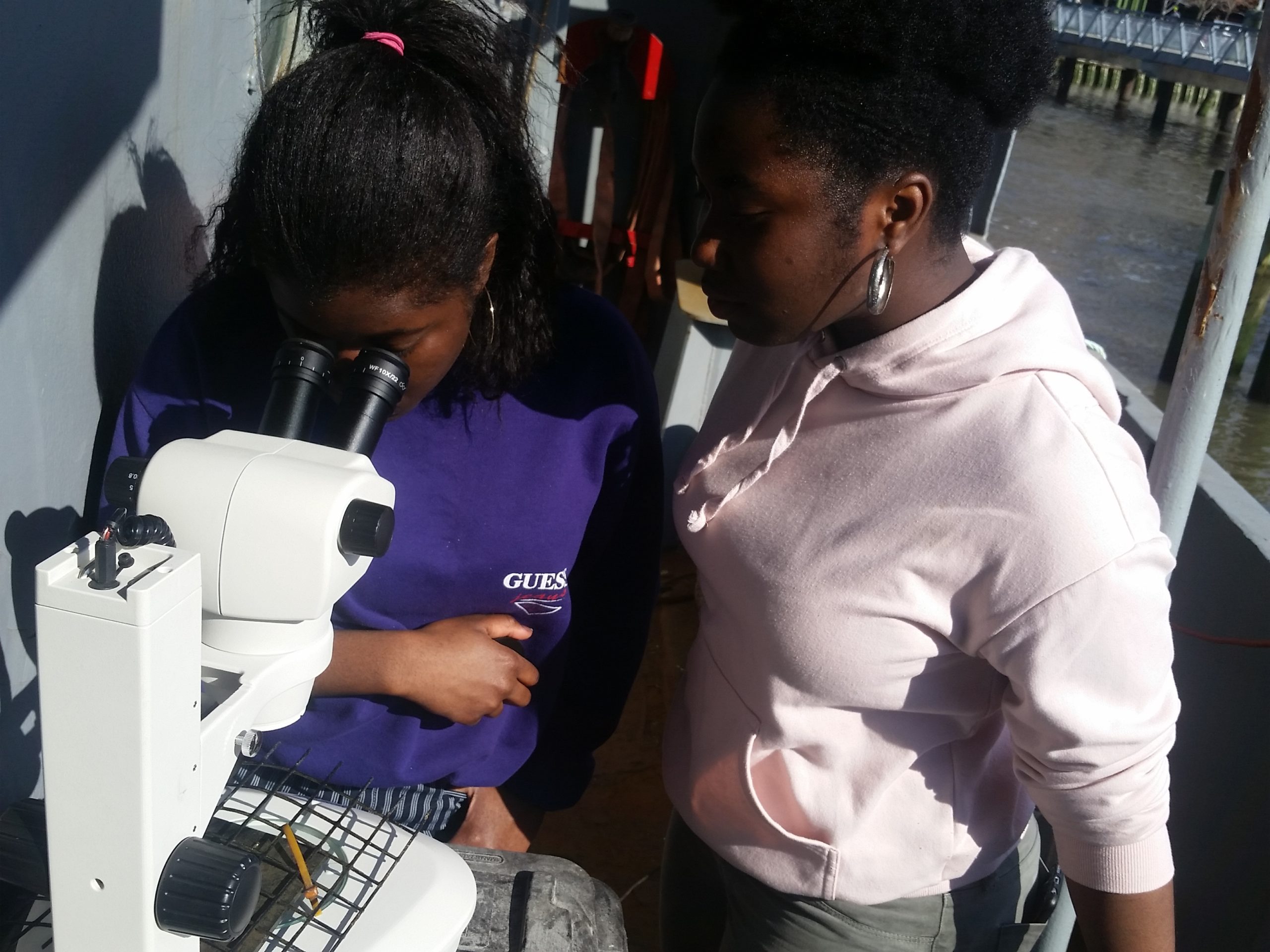 The Filtration Potential of Oysters to Purify NYC’s Waterways | BioBus