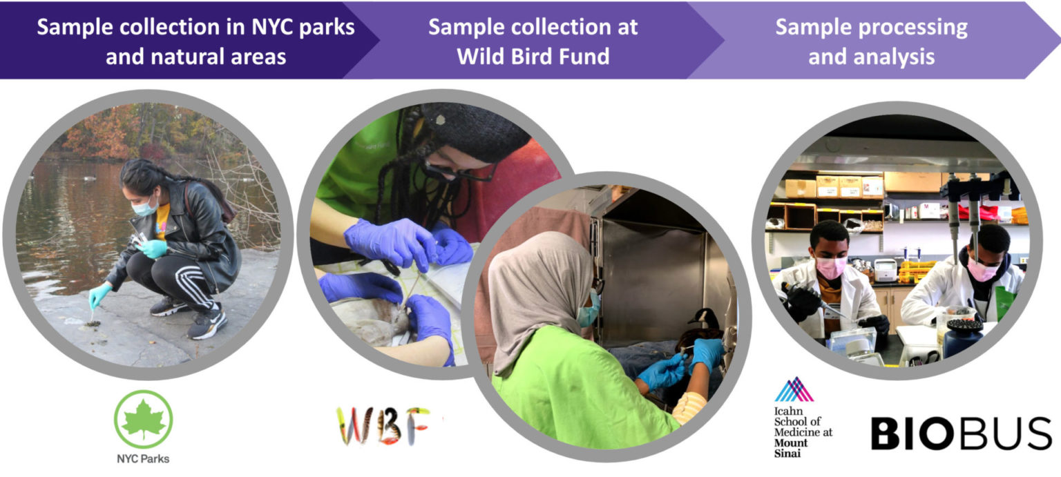 New York CityVirus Hunters | BioBus